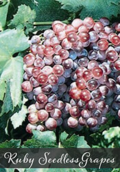 Berries | Varieties and Care | California SummerWinds