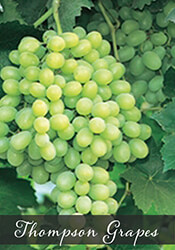 Berries | Varieties and Care | California SummerWinds