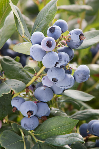 Blueberries Variety And Care California Summerwinds