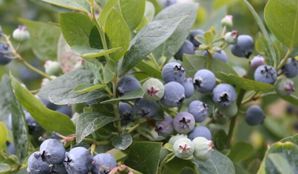 Blueberries | Variety and Care | California SummerWinds