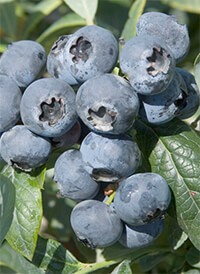 Blueberries | Variety and Care | California SummerWinds