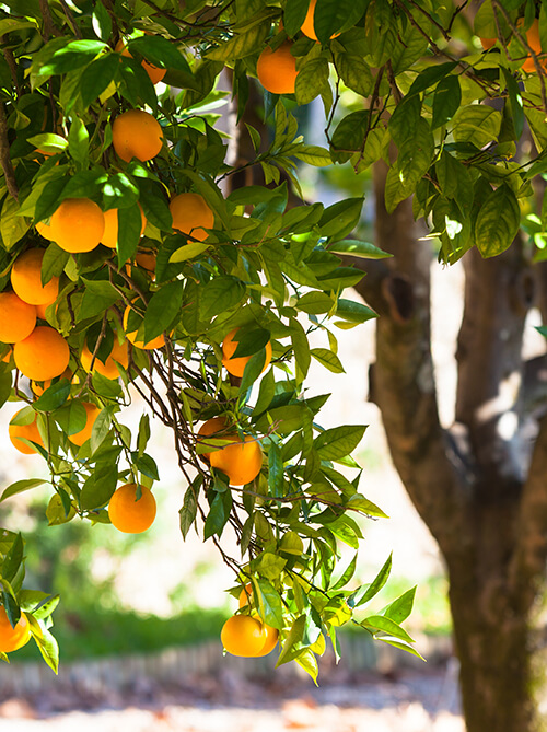 Citrus Trees | Info & More | California SummerWinds Nursery