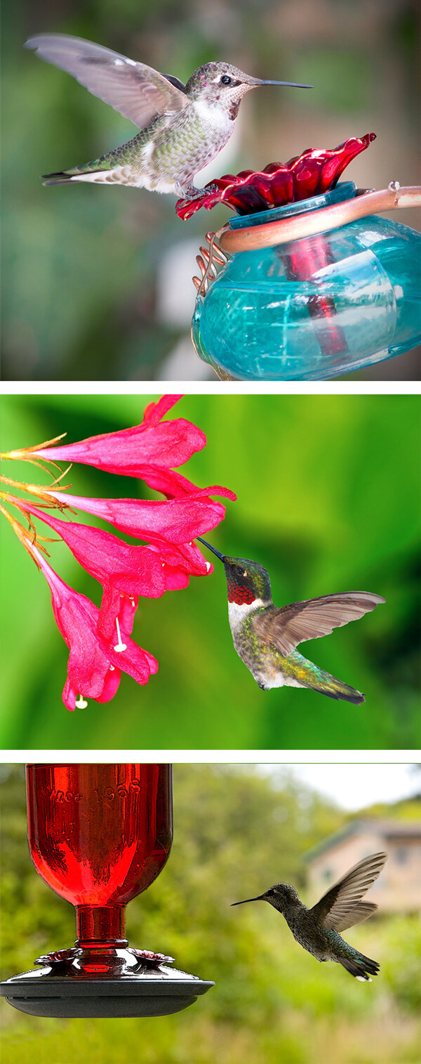 Hummingbird Habitat | Info & More | California SummerWinds