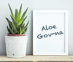 Succulents | Varieties | California SummerWinds Nursery