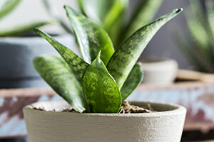 Succulents | Varieties | California SummerWinds Nursery