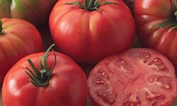 Hybrid Tomatoes | Varieties | California SummerWinds