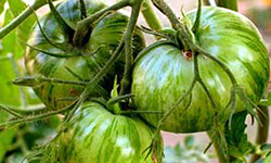 Heirloom Tomatoes | Varieties | California SummerWinds