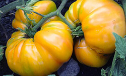 Heirloom Tomatoes | Varieties | California SummerWinds