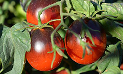 Hybrid Tomatoes | Varieties | California SummerWinds