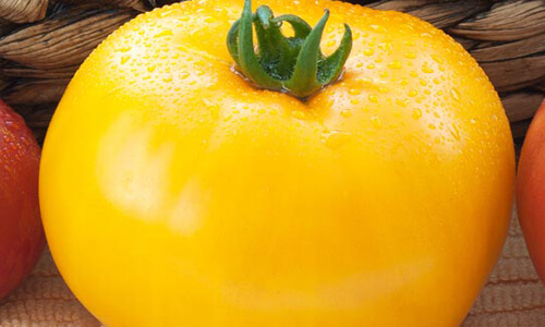 Hybrid Tomatoes | Varieties | California SummerWinds