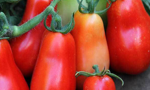 Hybrid Tomatoes | Varieties | California SummerWinds