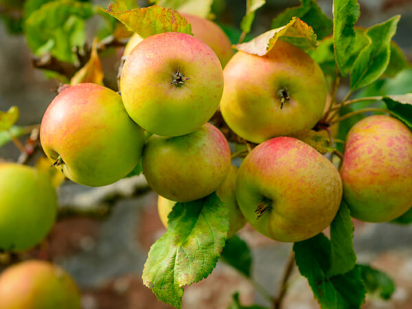 Fruit Trees | How To Care | California SummerWinds Nursery