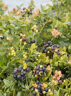 Blueberries | Variety and Care | California SummerWinds