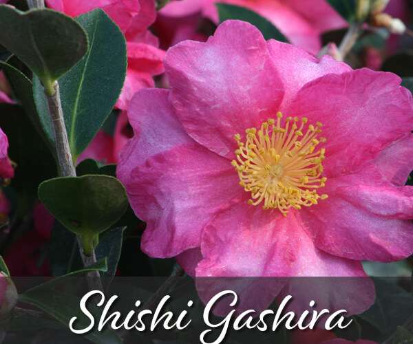 Camellias | Varieties | California SummerWinds Nursery
