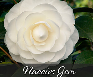 Camellias | Varieties | California SummerWinds Nursery