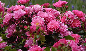 Carpet Roses | Varieties | California SummerWinds Nursery