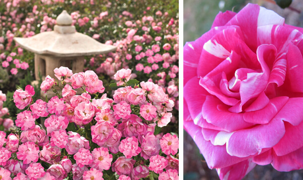 Carpet Rose Varieties | California | SummerWinds Nursery