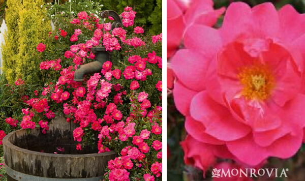 Carpet Roses | Varieties | California SummerWinds Nursery