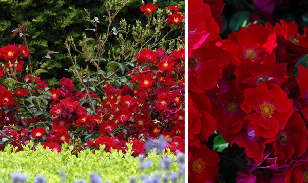 Carpet Roses | Varieties | California SummerWinds Nursery