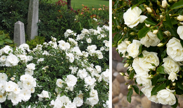 Carpet Roses | Varieties | California SummerWinds Nursery