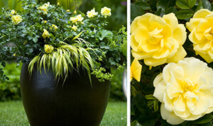 Carpet Roses | Varieties | California SummerWinds Nursery