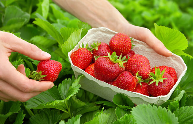 Strawberries | Varieties and Care | California SummerWinds